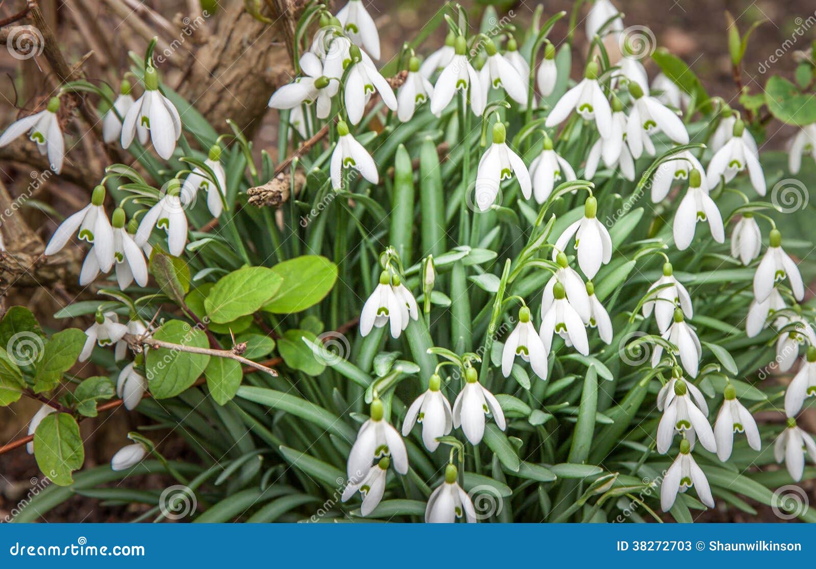 Snow Drops stock image. Image of sunshine, head, season - 38272703