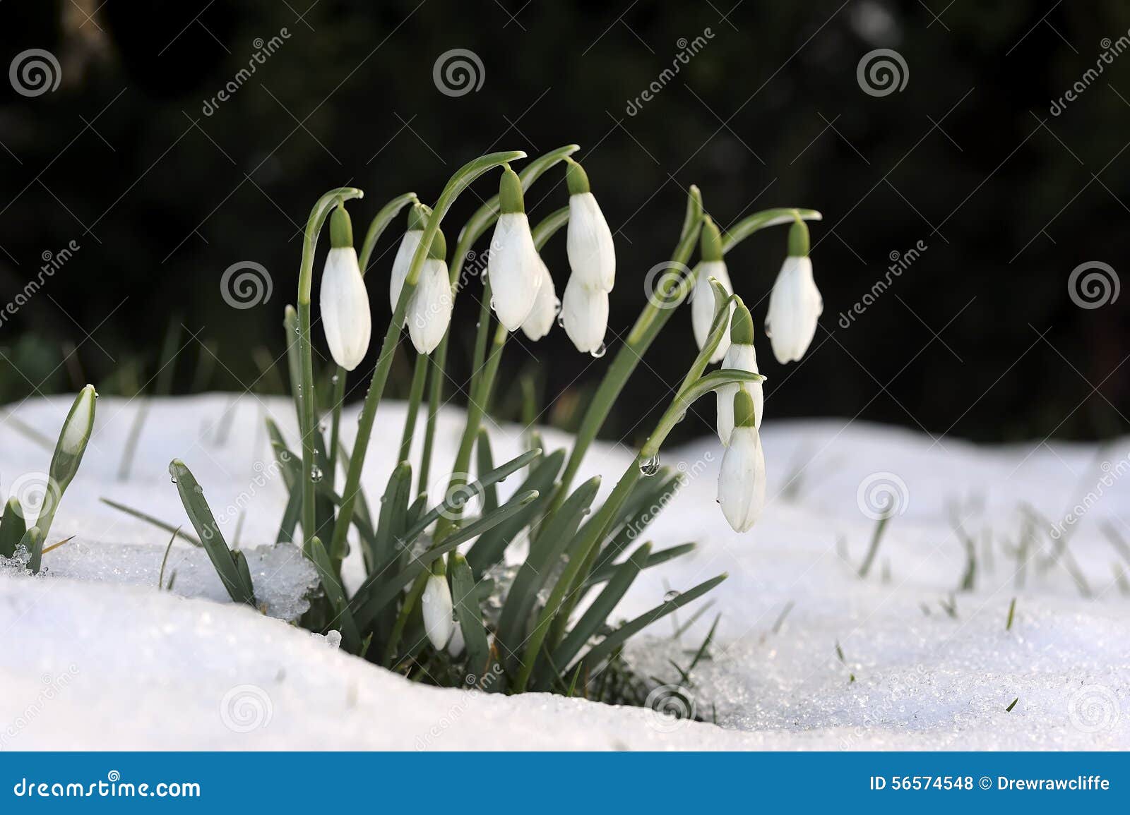 Snow Drops stock photo. Image of snow, frost, drops, garden - 56574548