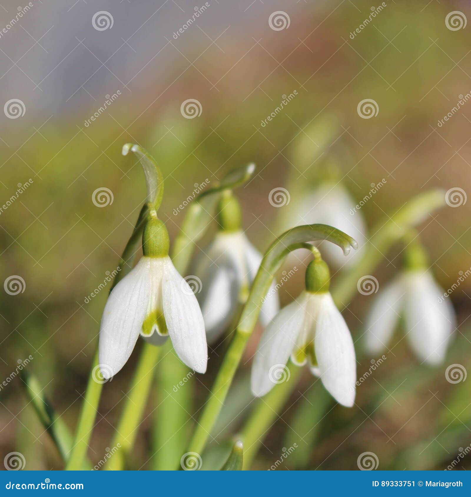 Snow drops stock image. Image of feeling, housing, small - 89333751