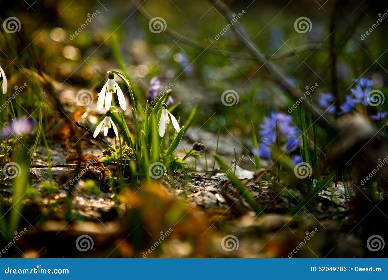 Snow drops stock photo. Image of flowers, forest, grass - 62049786