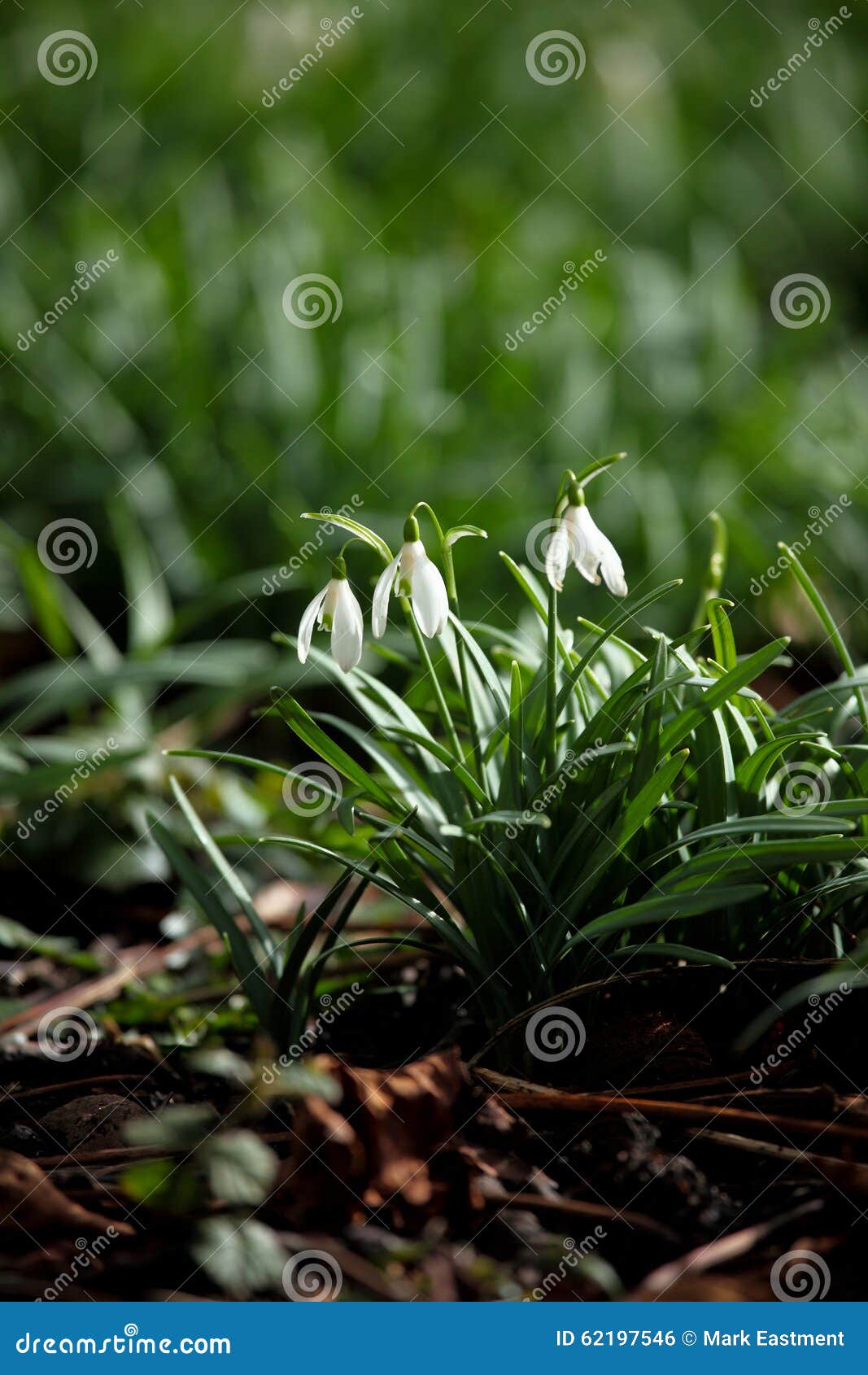 Snow drops stock photo. Image of seasons, spring, landscape - 62197546