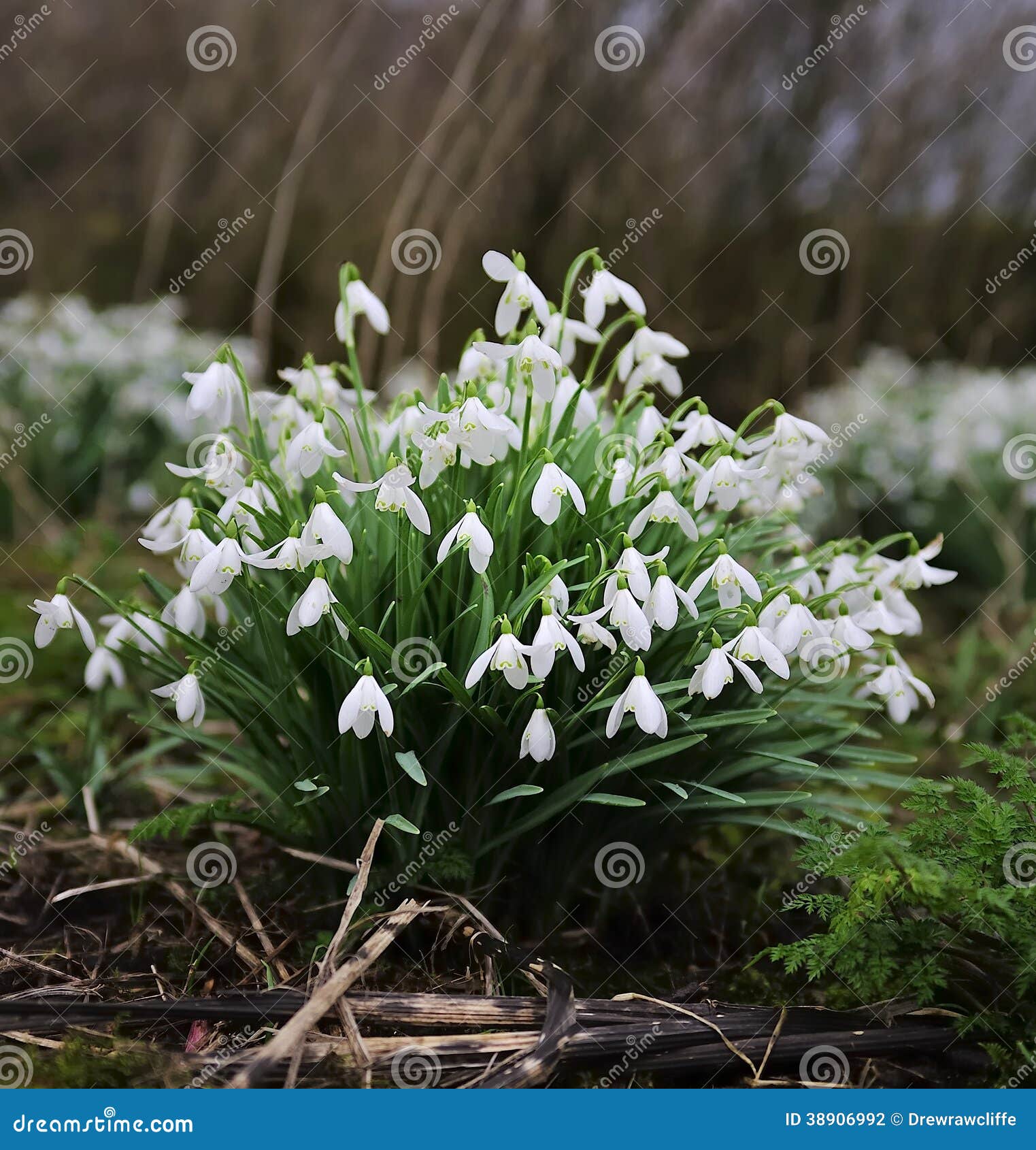 Snow Drops stock photo. Image of england, drops, forest - 38906992