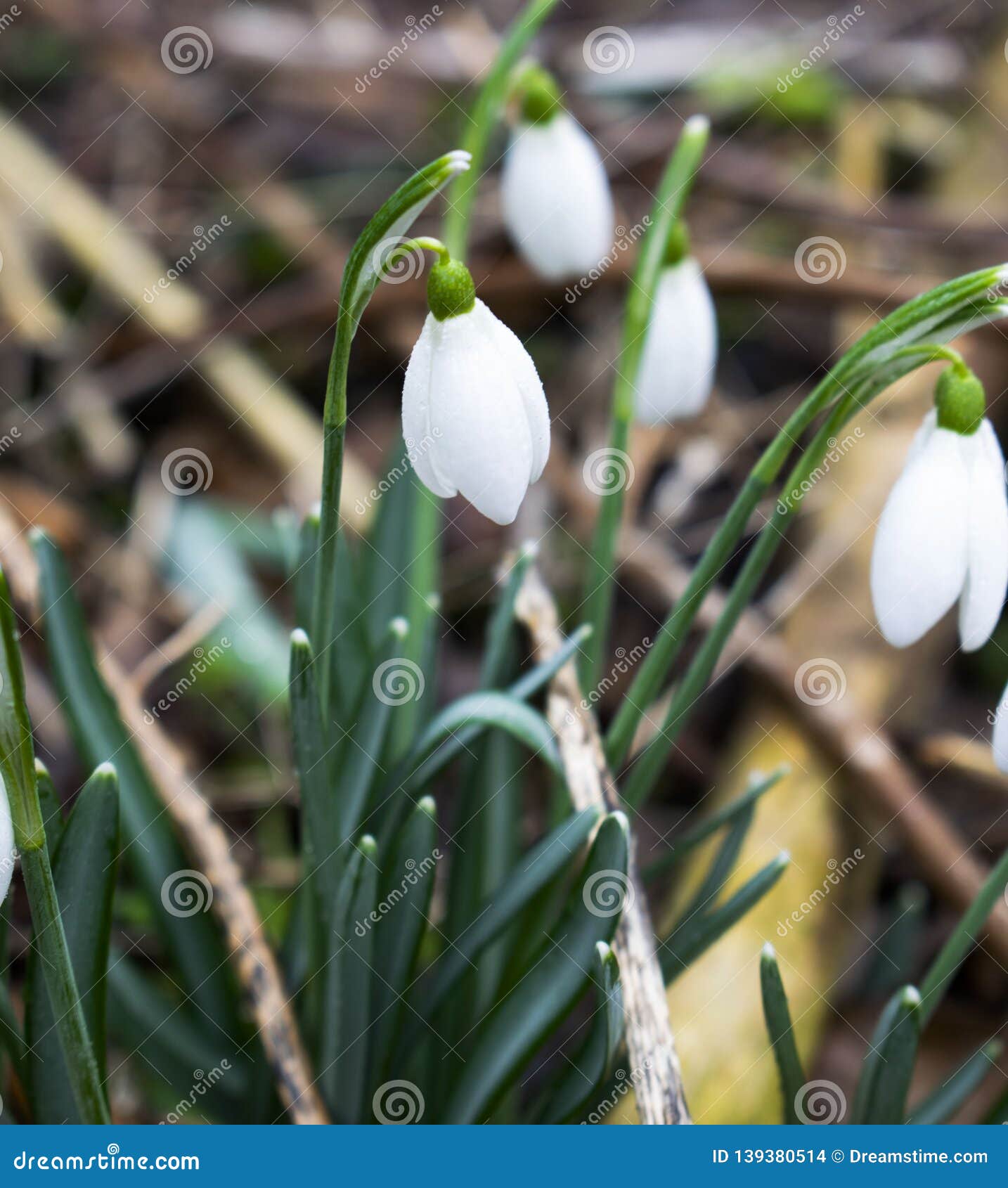Snow Drop in woods stock photo. Image of flower, tree - 139380514