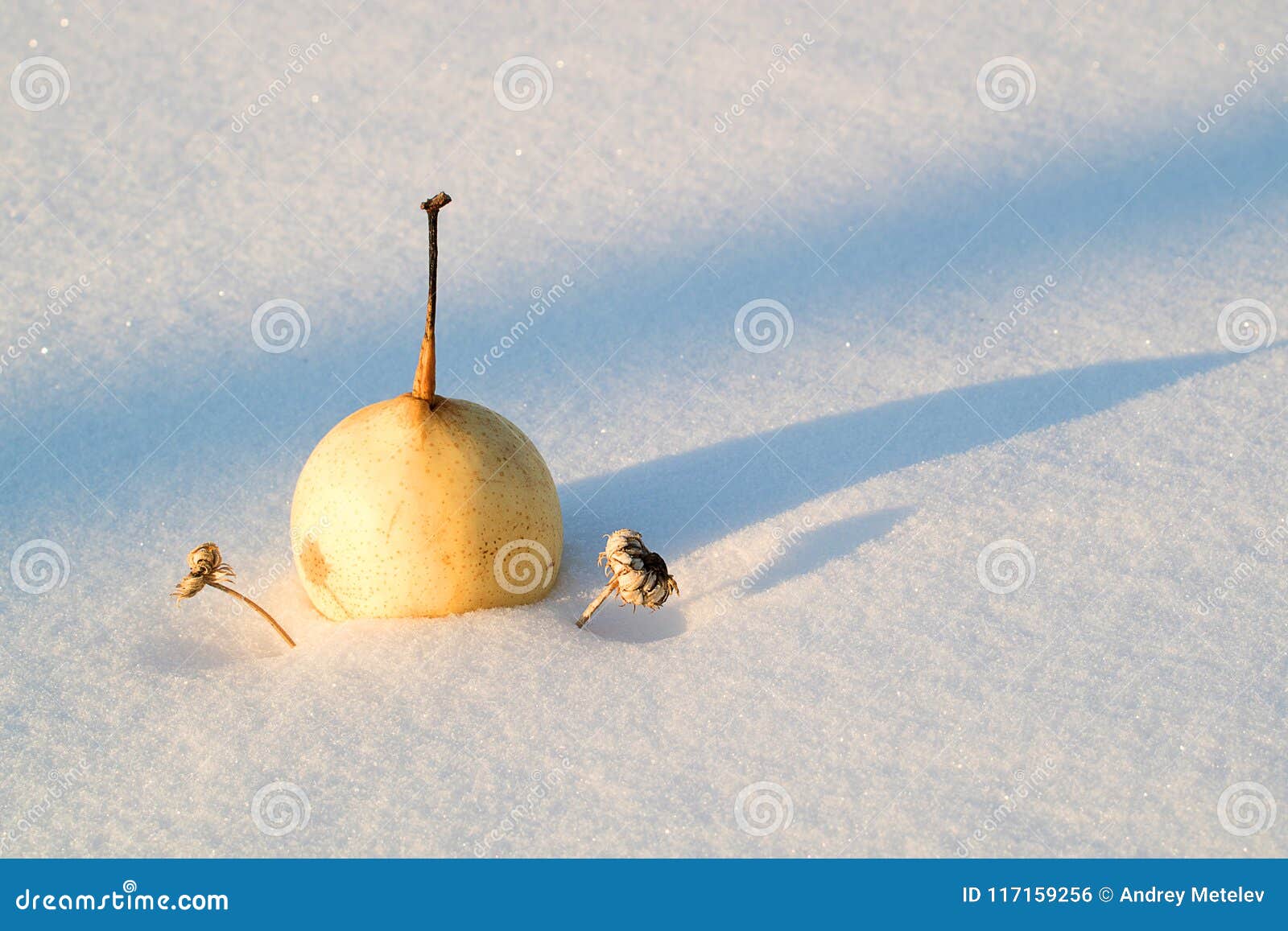 Snow and Dry Grass and in this Grass is a Chinese Pear Stock Photo ...