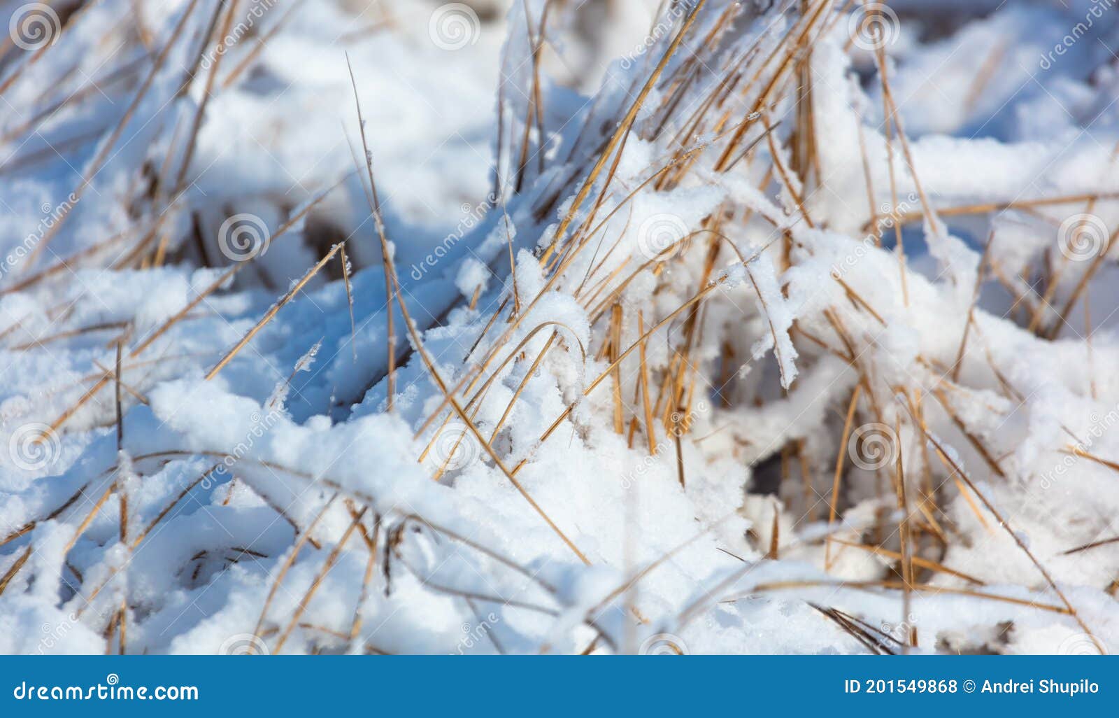 Snow on dry grass. Nature stock photo. Image of frost - 201549868