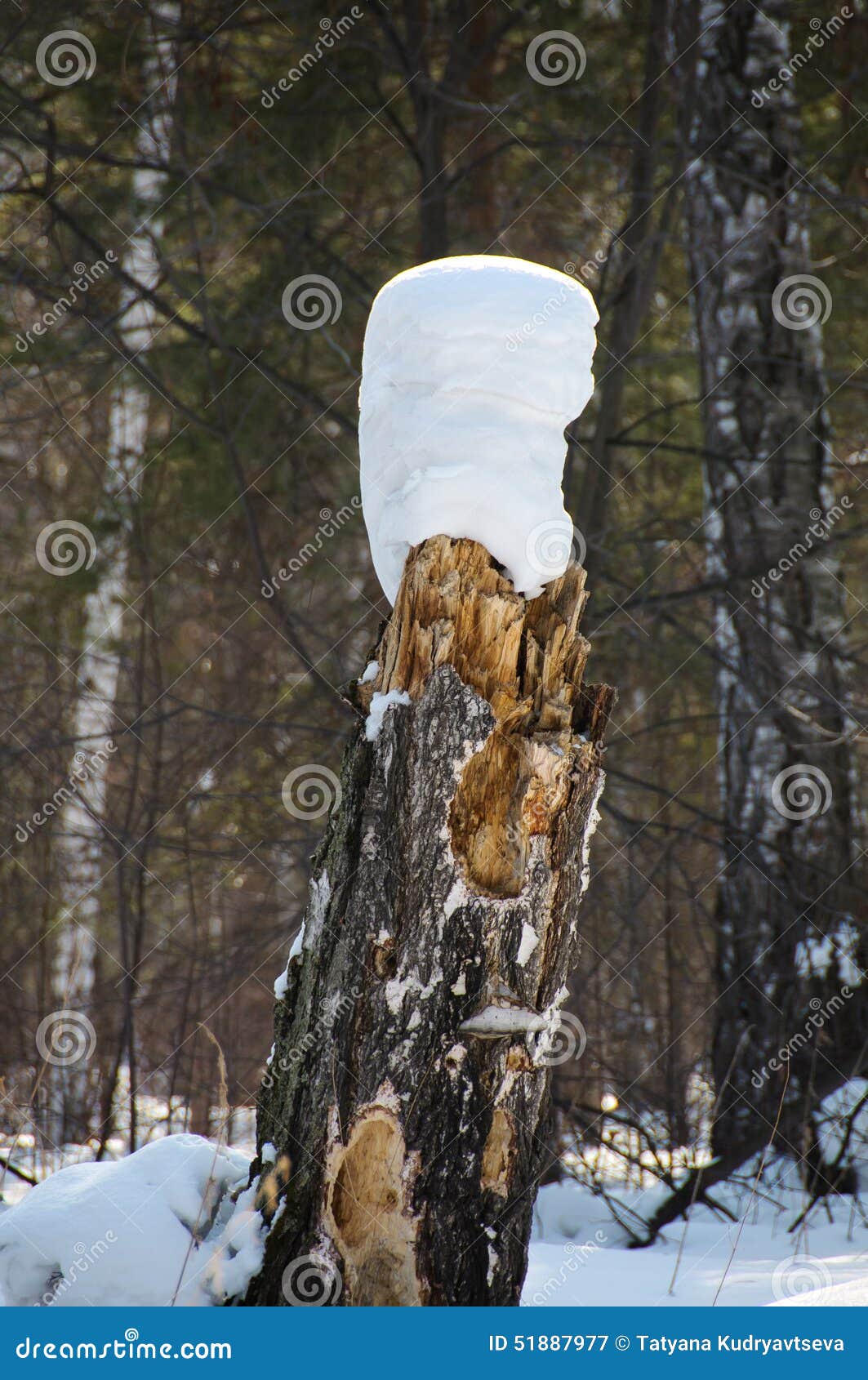 Snow on a dry tree log stock image. Image of material - 51887977
