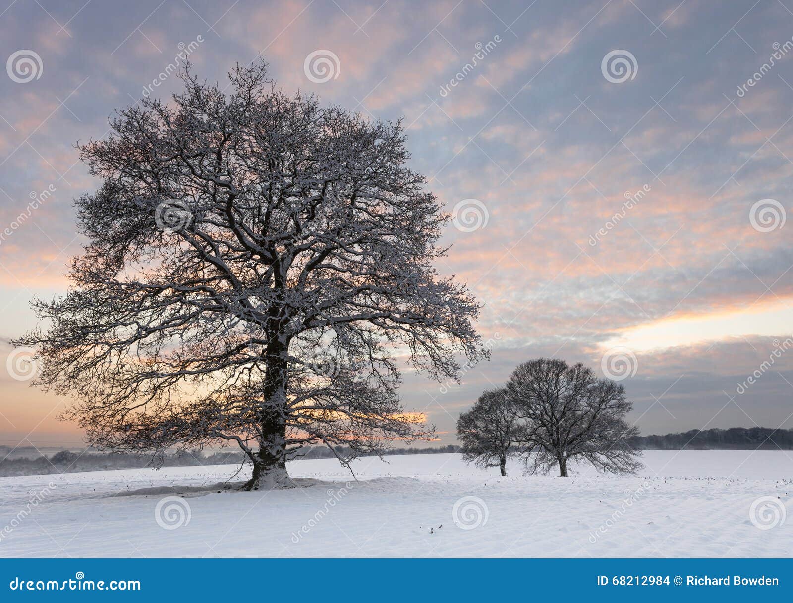 Snow Dusk Trees stock photo. Image of england, frozen - 68212984