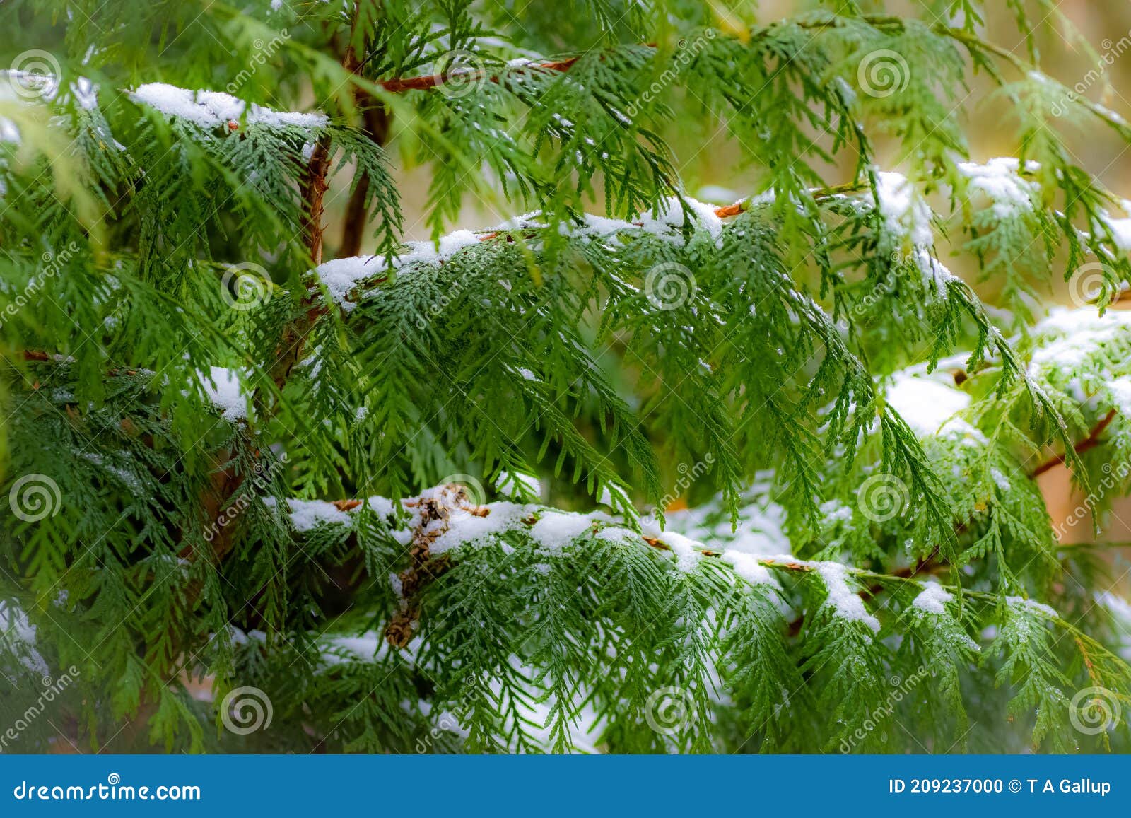 Snow Dusted Branches of an Evergreen Tree Stock Photo - Image of snow ...