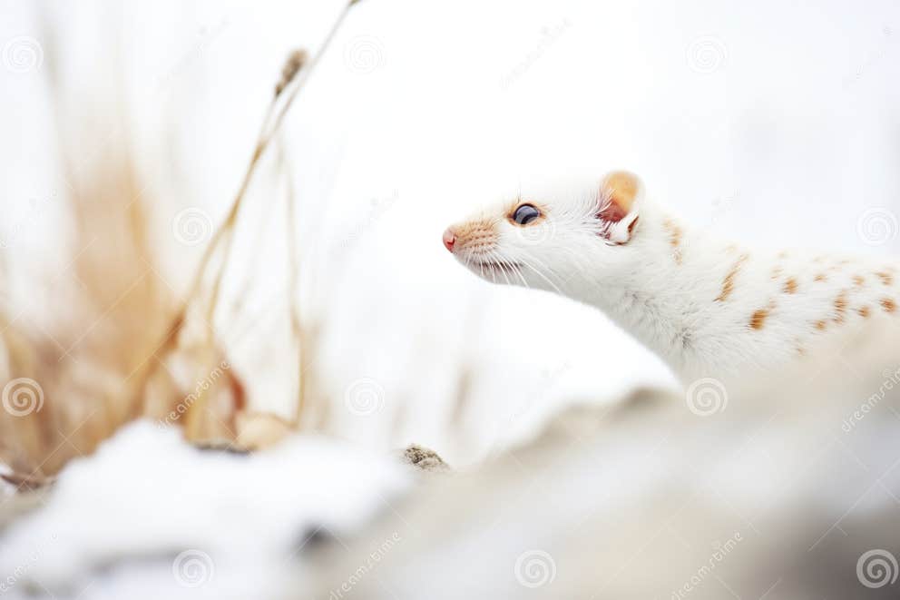 Snow-dusted Ermine Pausing during the Hunt Stock Illustration ...