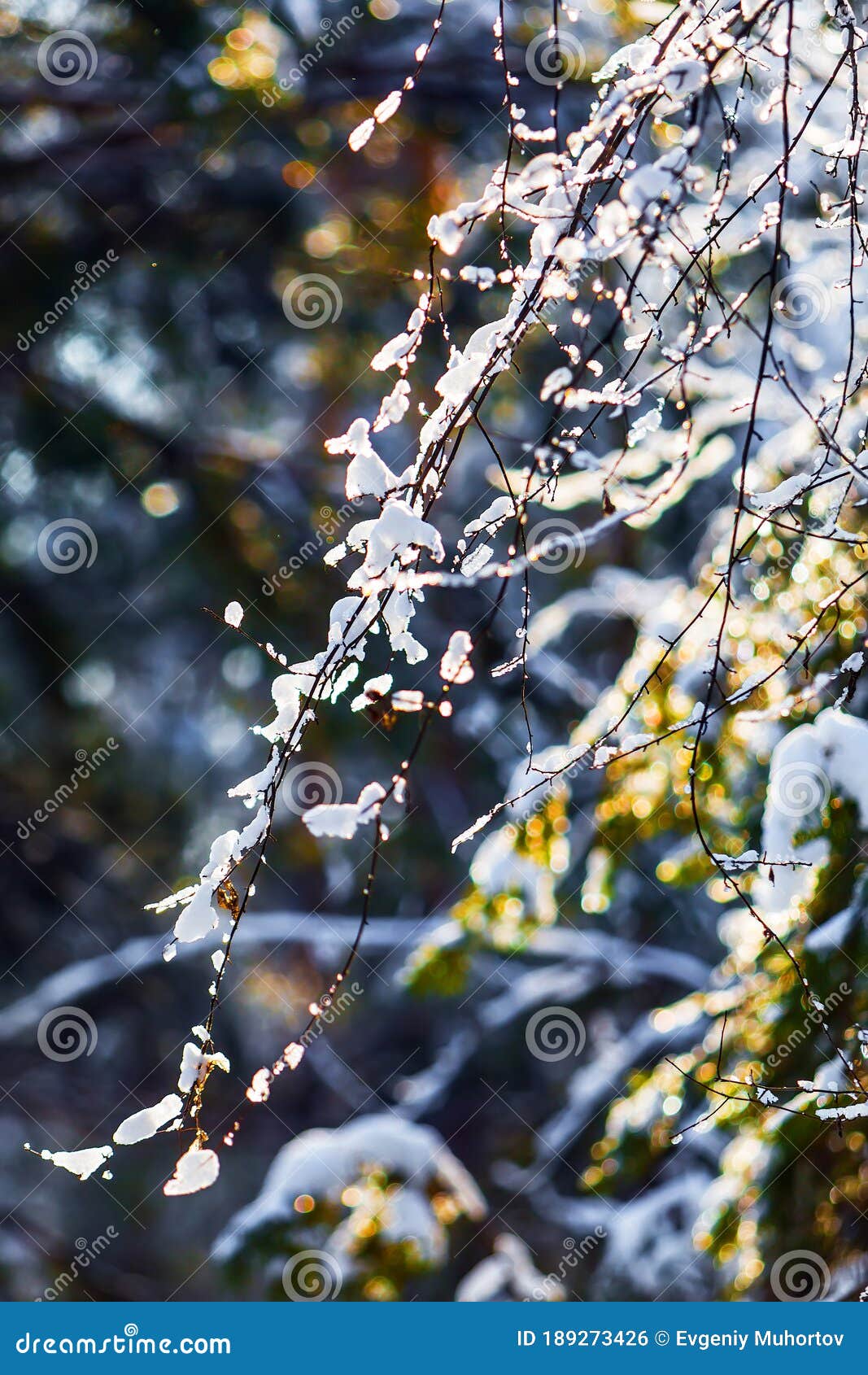 Snow-dusted forest stock photo. Image of trees, snow - 189273426