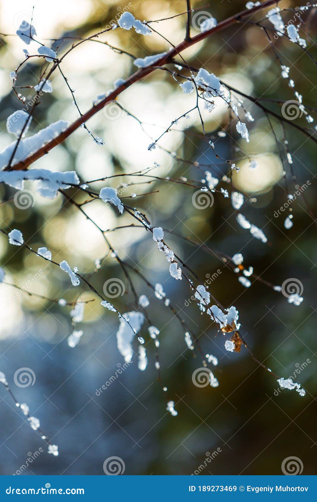 Snow-dusted forest stock image. Image of branches, frostcold - 189273469