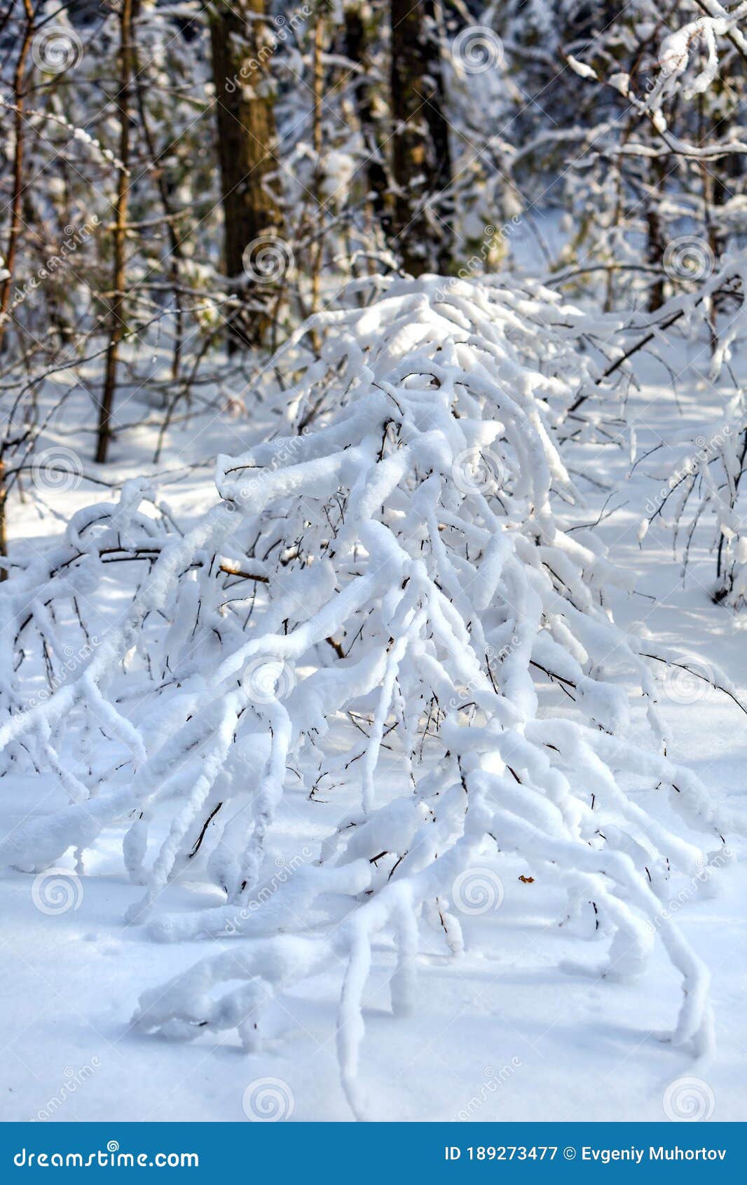 Snow-dusted forest stock image. Image of siberian, forest - 189273477