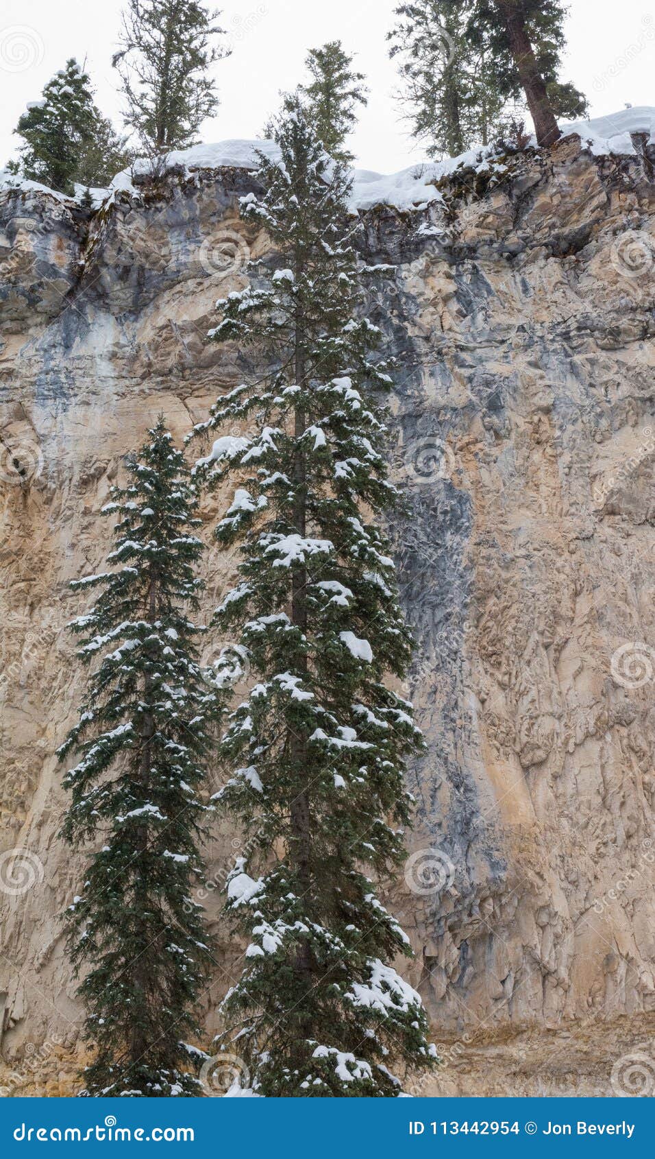 Snow Dusted Trees Grow Against Cliff Stock Photo - Image of season ...
