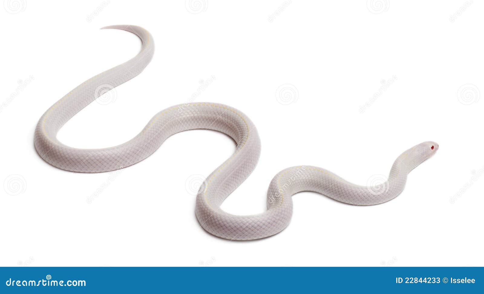 Snow Eastern Kingsnake or Common Kingsnake Stock Image - Image of ...