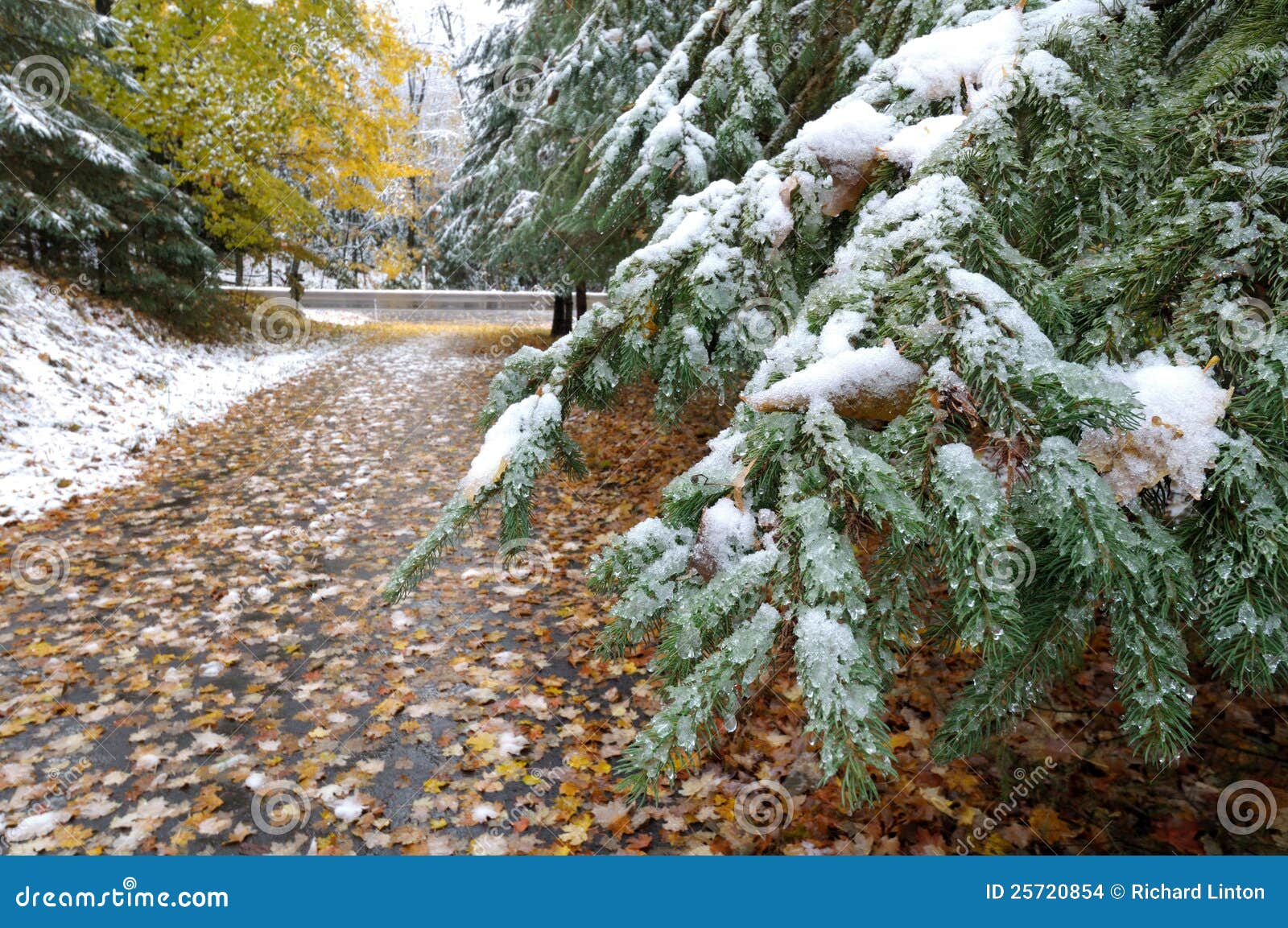 Snow on Evergreen in Late Fall Stock Photo - Image of birch, relaxing ...