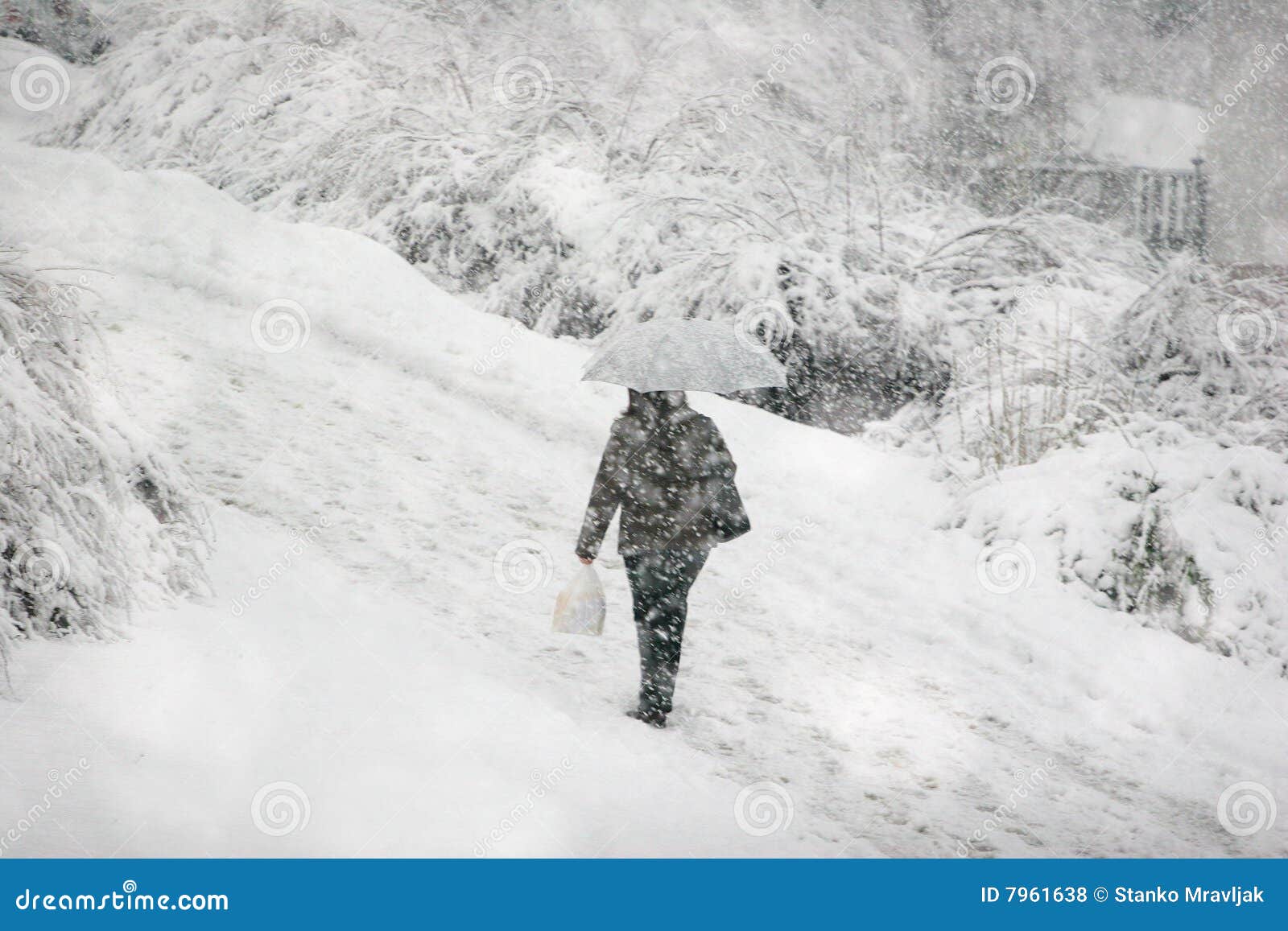 Snow fall stock photo. Image of season, gradient, weather - 7961638