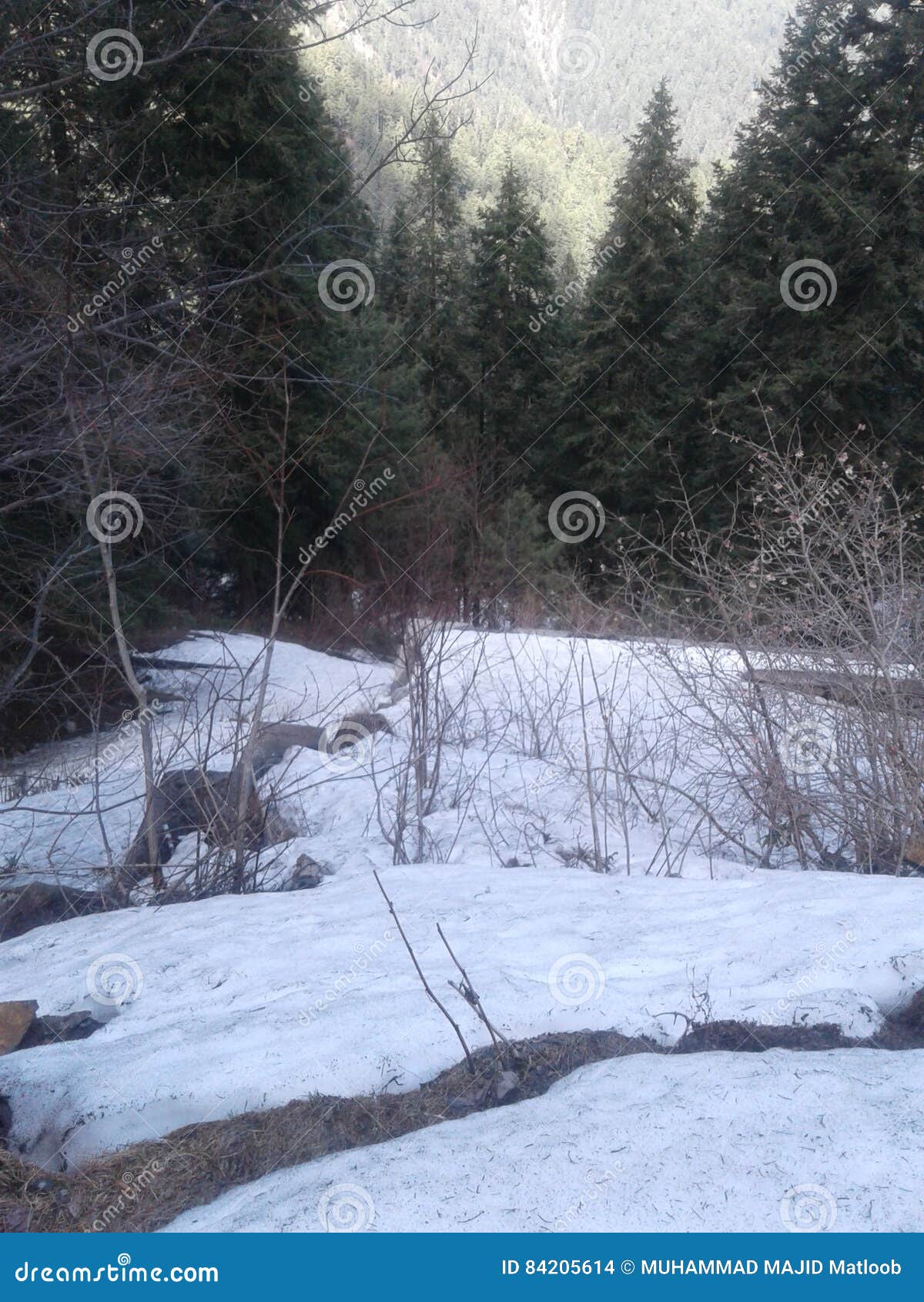 Snow fall stock photo. Image of snow, white, fall, land - 84205614