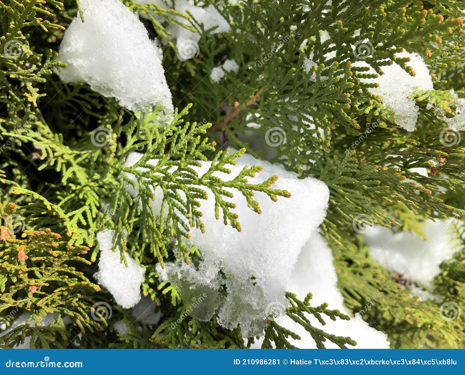 Snow Fall on Branches of Pine or Cedar Tree, Close Up Stock Image ...