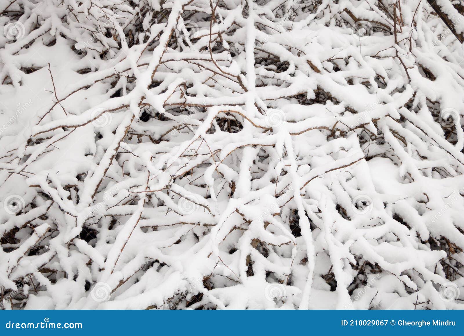 Snow Fall Over the Branches Texture Close Up Stock Image - Image of ...