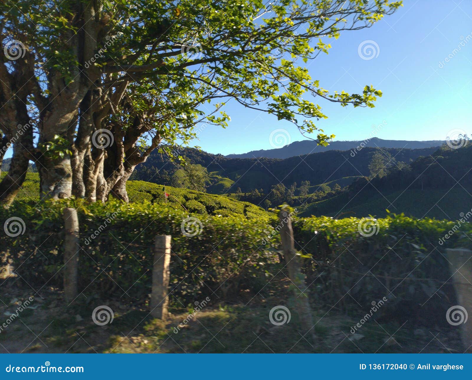 Snow fall stock photo. Image of snow, fall, hill, munnar - 136172040