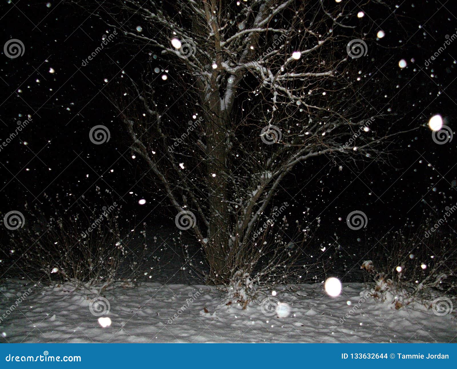 Snow Fall on a Winter Night Stock Photo - Image of christmas, fall ...