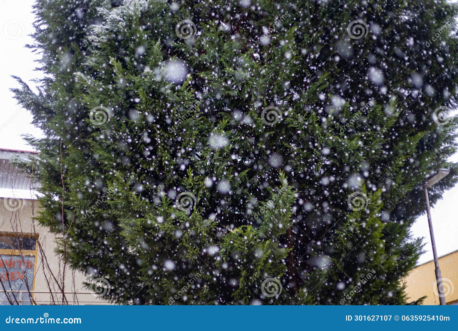 Snow is Falling Against the Backdrop of Fir Stock Image - Image of ...