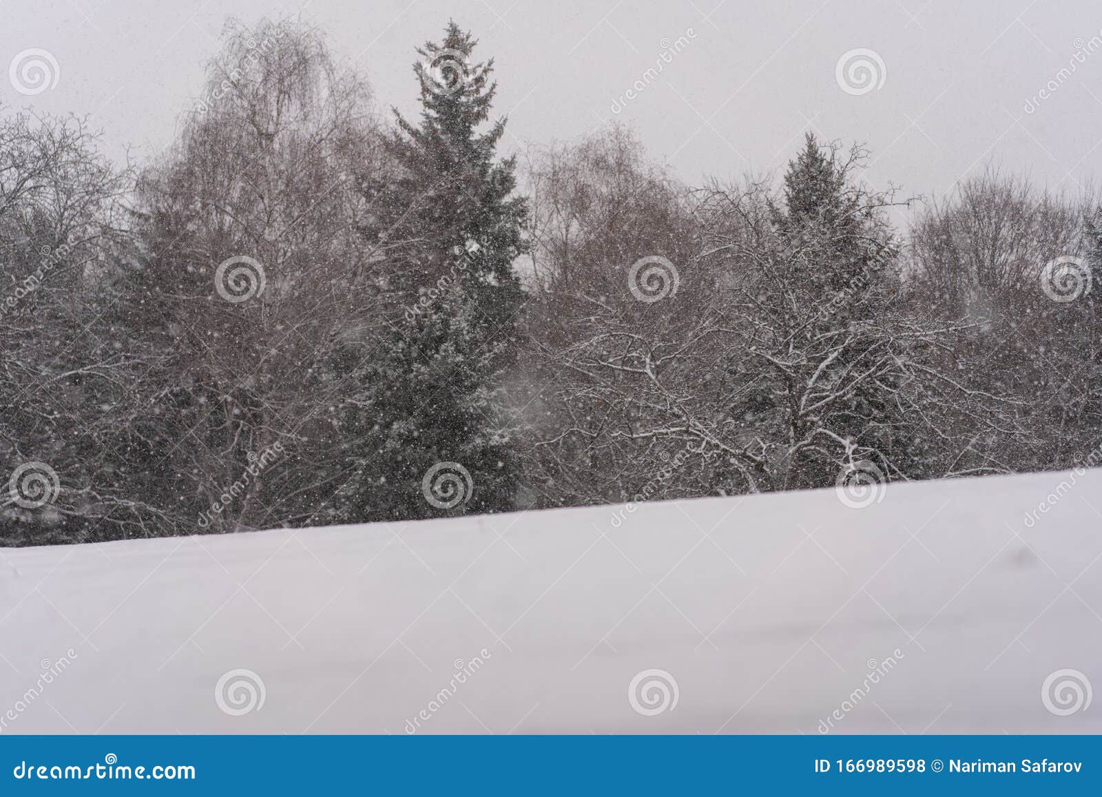 Snow is Falling on the Background of Trees Stock Photo - Image of blue ...