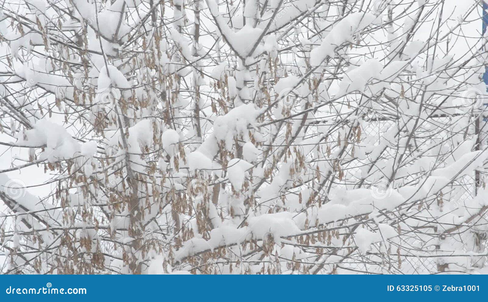 Snow Falling on Box Elder Tree Branch Background Stock Video - Video of ...