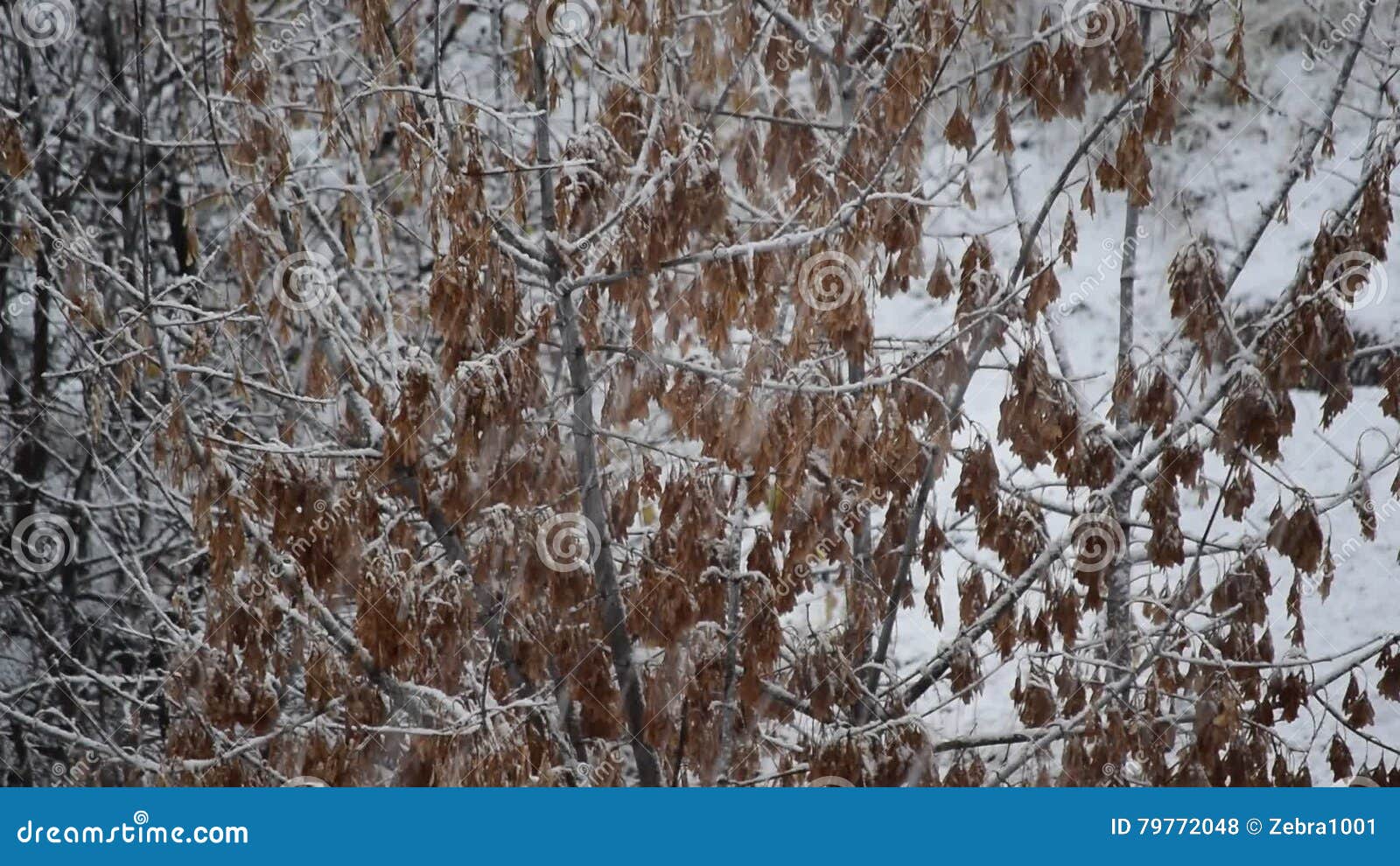 Samara Seeds Stock Footage & Videos - 43 Stock Videos