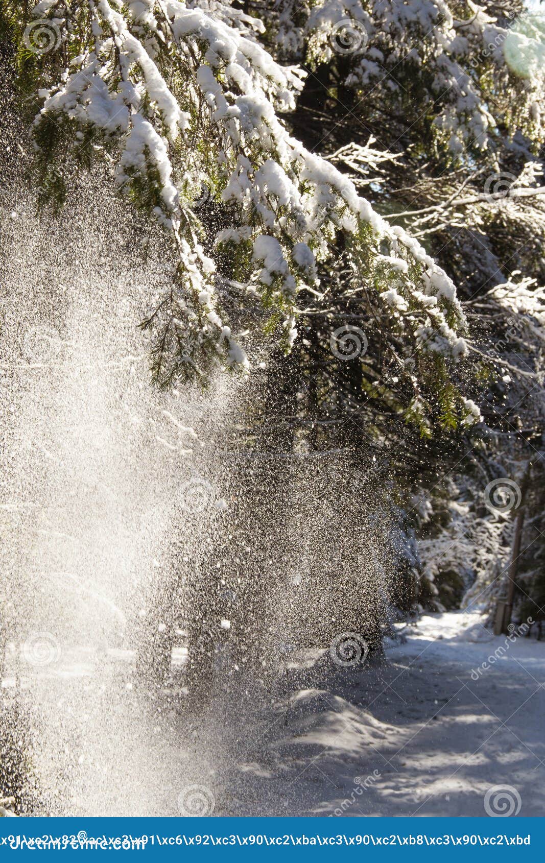 Snow Falling from the Branches of Pine Trees in the Spring Forest ...