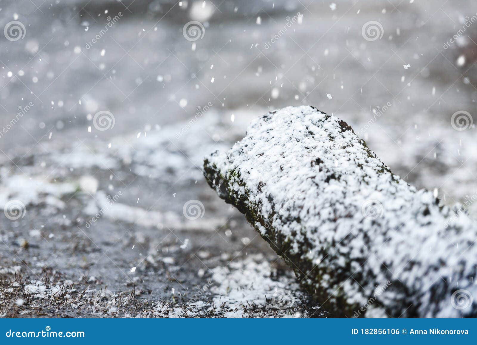 Snow is Falling - a Cold Spring and the Return of Frosts. Stock Photo ...