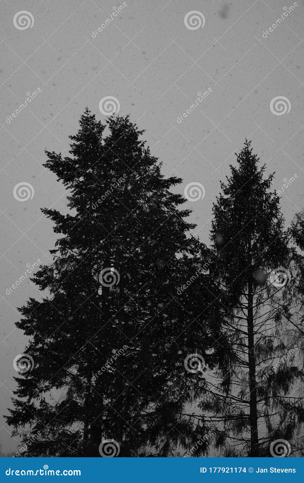 Snow Falling in the Dull and Dreary Winter Stock Photo - Image of moody ...