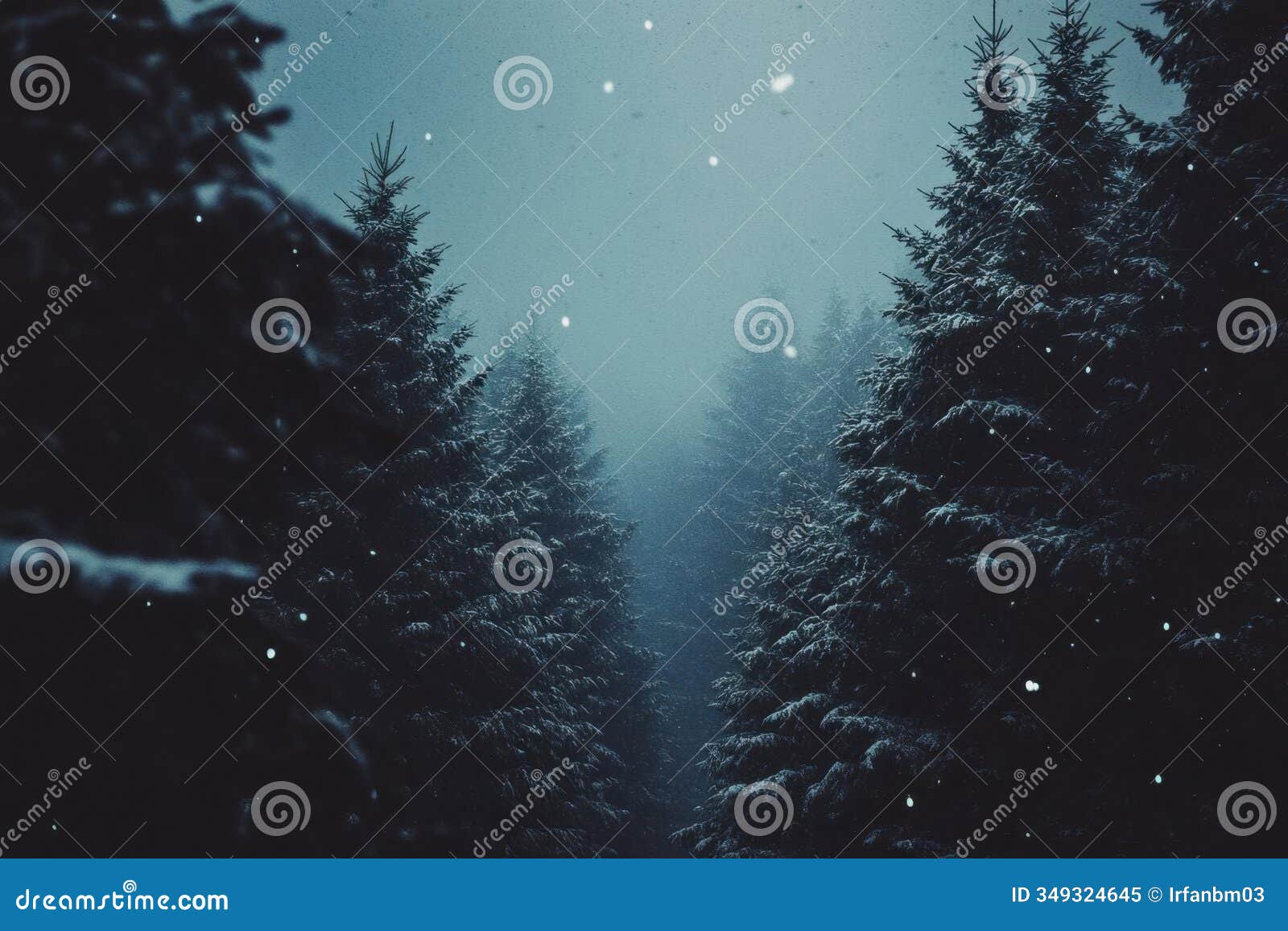 Snow Falling on Evergreen Trees in a Mysterious Forest Stock Image ...