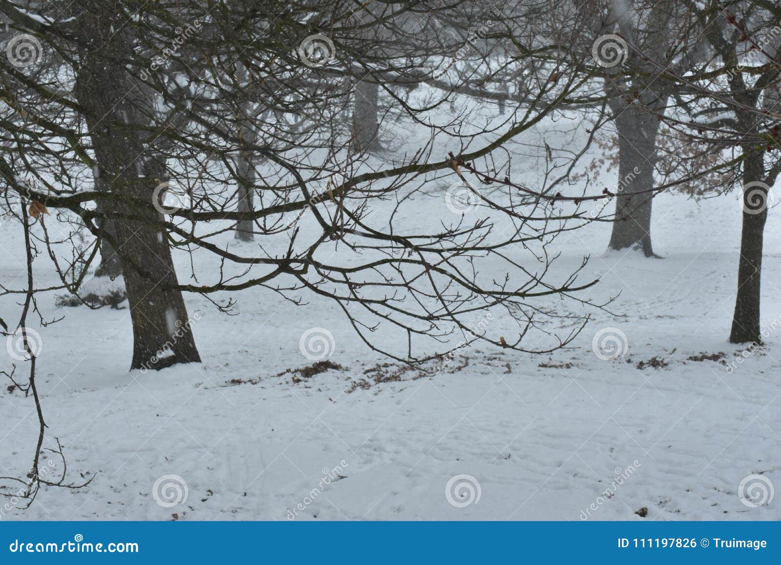 A Winter Wonderland in the Fields Stock Photo - Image of storm, winter ...