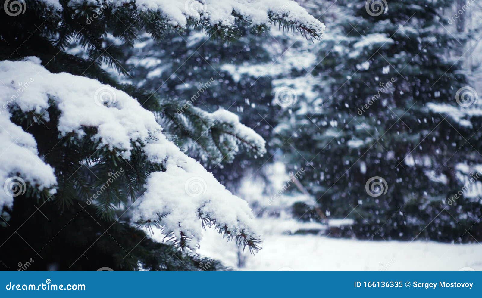 Snow Falling at Fir Trees Branches Stock Video - Video of forest ...