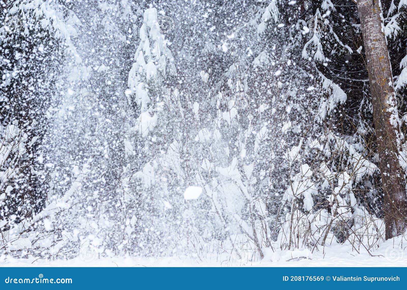 Snow Falling in Forest. Snowfall Flow in Woods Close Up Stock Image ...