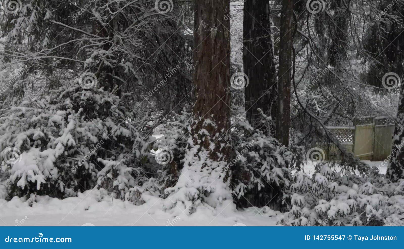 Light Snow Fall on Dark Pine Forest Stock Video - Video of forest, leaf ...