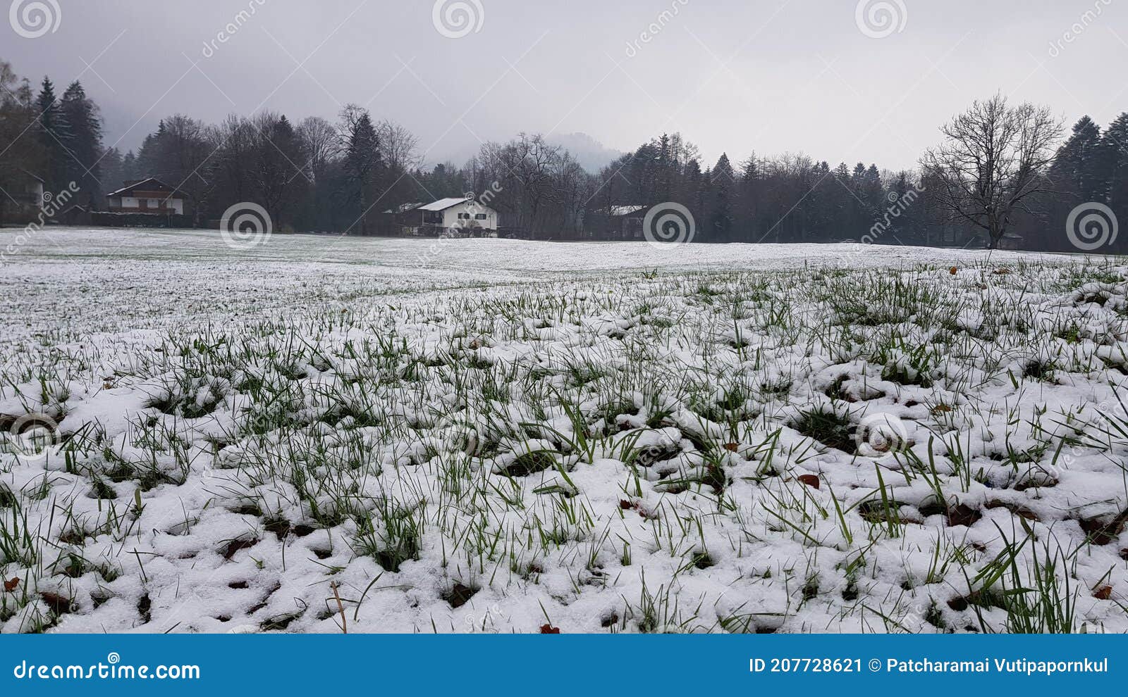 Snow is Falling the Meadow is White. Stock Image - Image of meadow ...