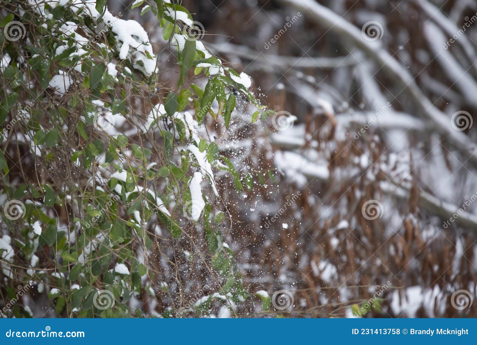 Snow Falling off Bush stock photo. Image of bush, biology - 231413758