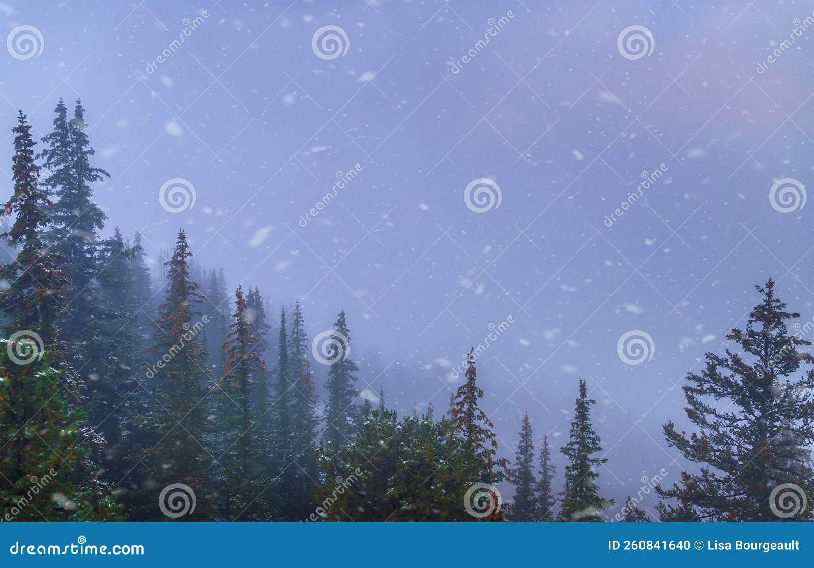 Snow Falling Over Pine Trees Stock Photo - Image of environment, snow ...