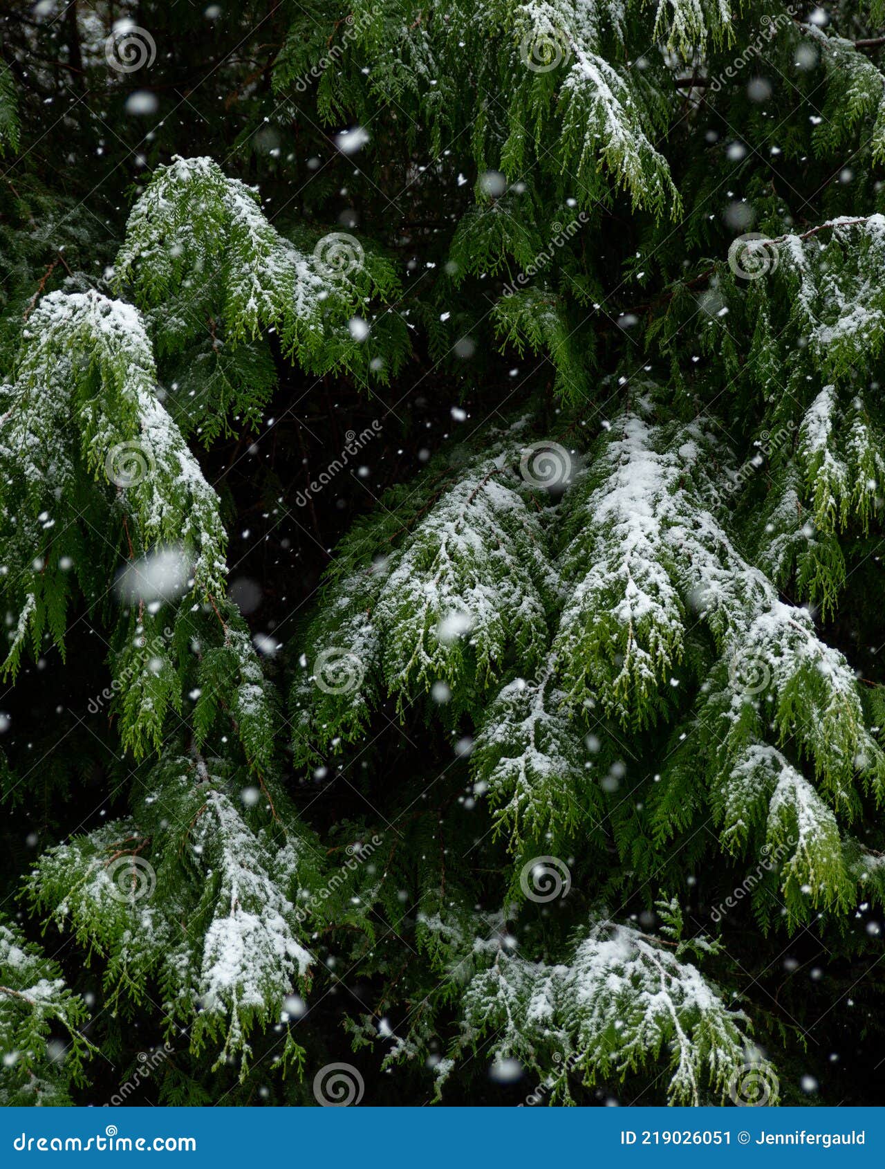 Snow Falling in Pine Forest Texture Stock Image - Image of branch ...