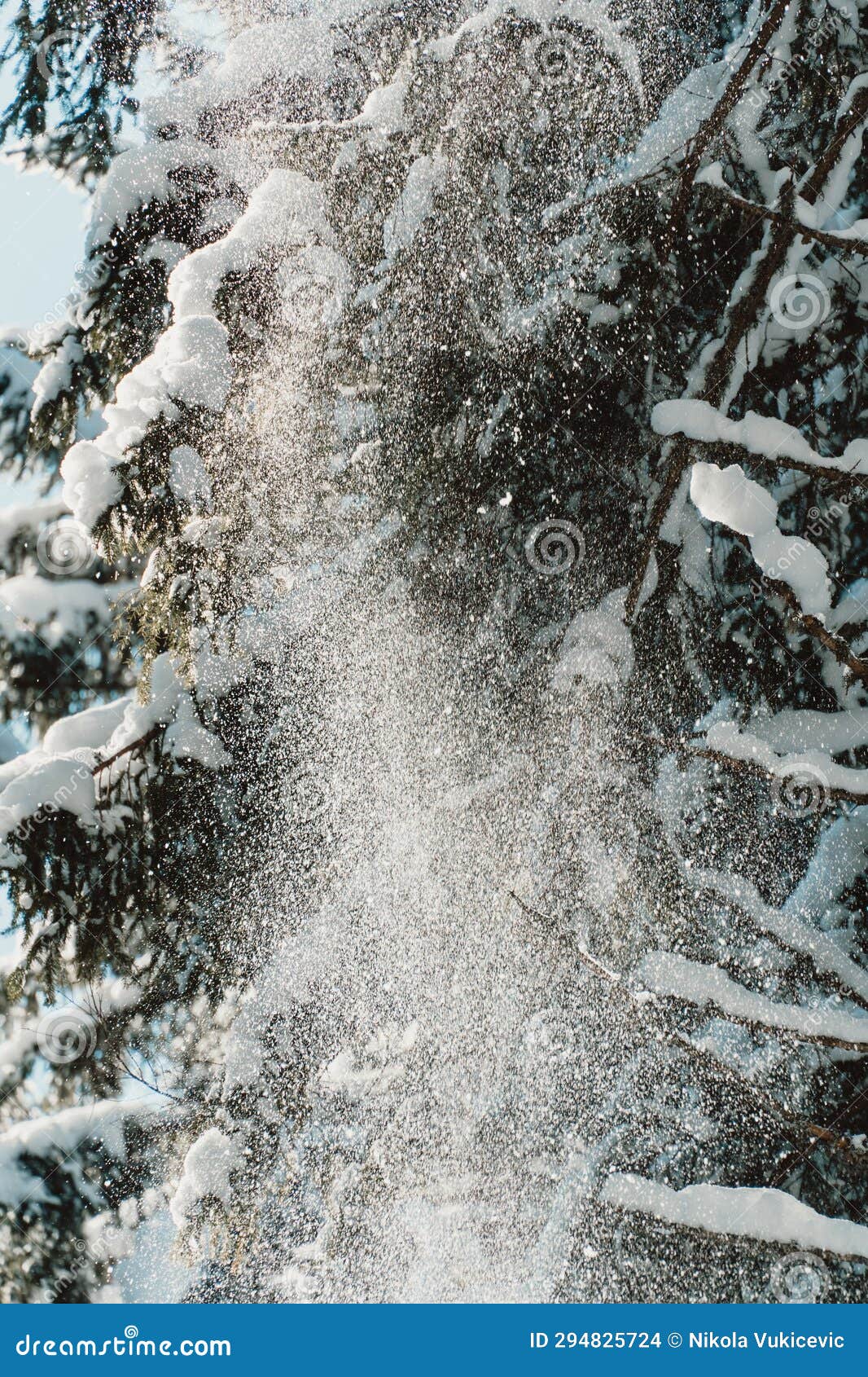 Snow Falling of a Pine Tree Stock Photo - Image of cool, cold: 294825724