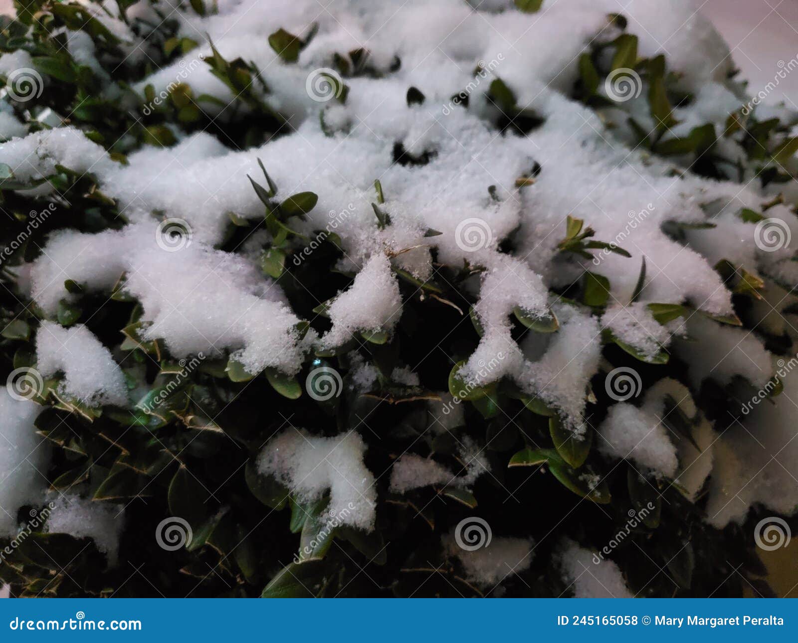 Snow Falling on Shrubs stock photo. Image of cold, creative - 245165058