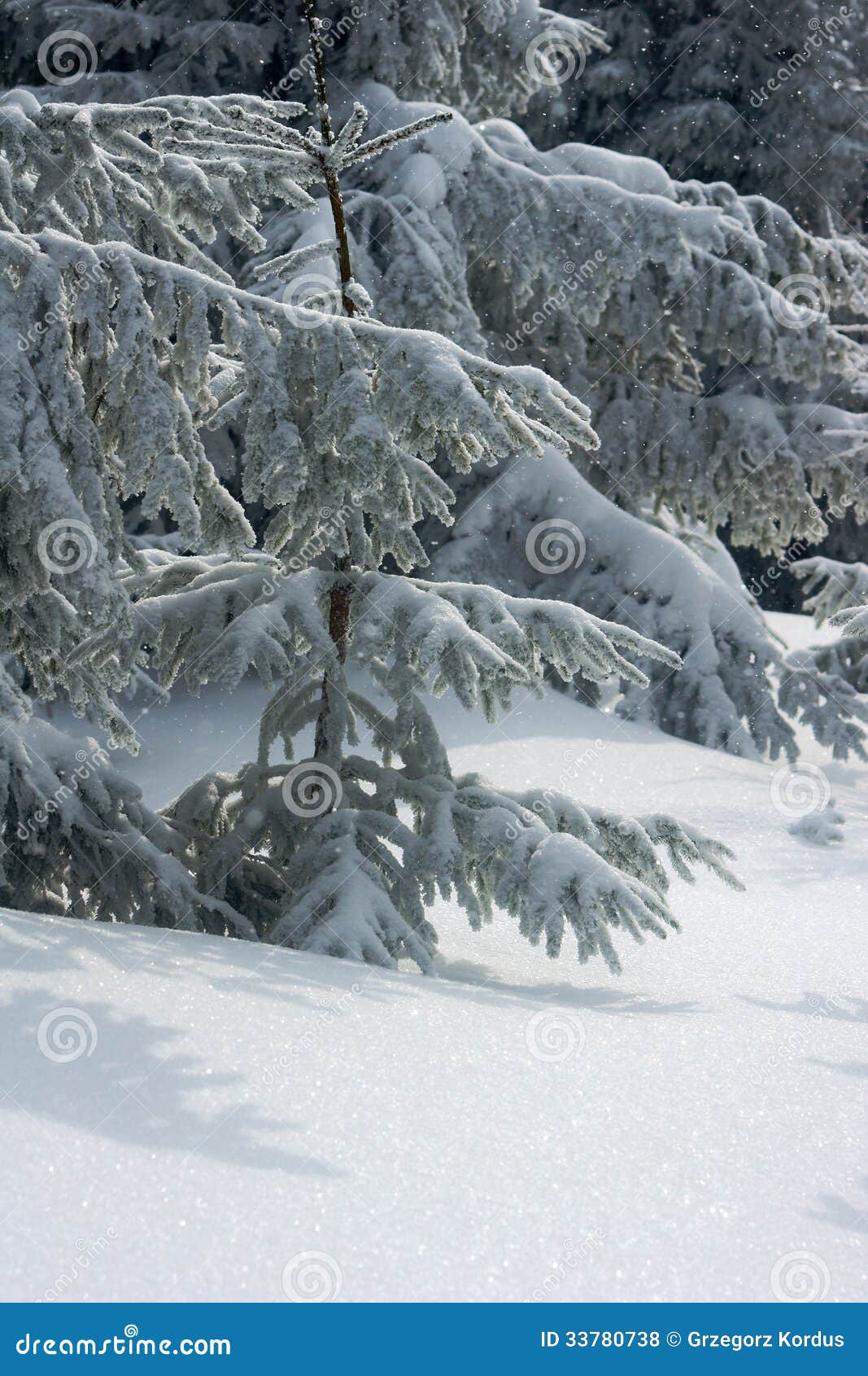 Snow Falling in a Spruce Forest Stock Photo - Image of mist, spruce ...