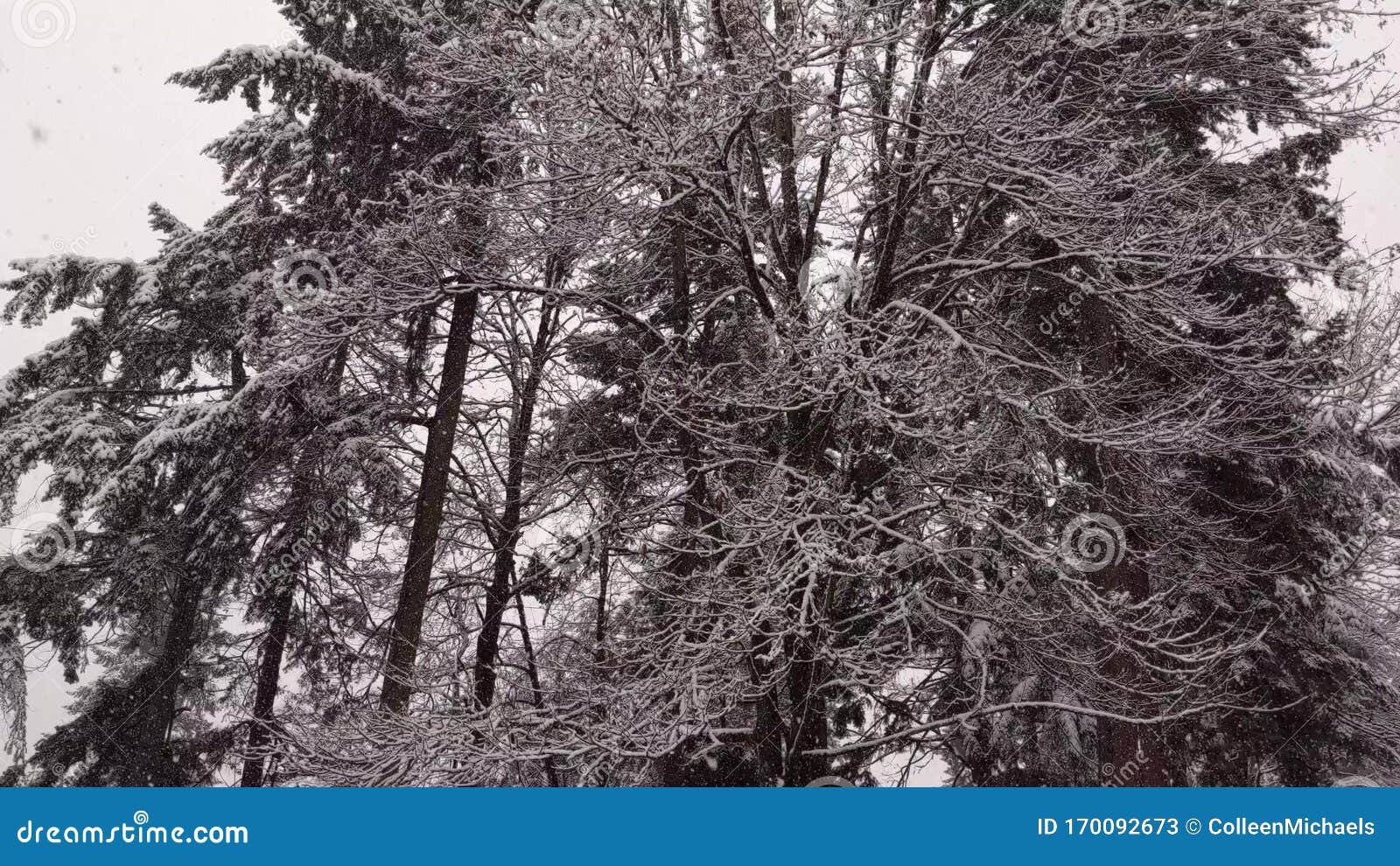 Snow Falling Steadily through the Trees Deep in the Pacific Northwest ...