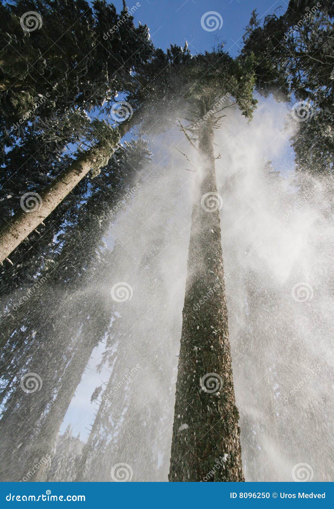 Snow Falling from Tall Trees Stock Photo - Image of freezing, falls ...