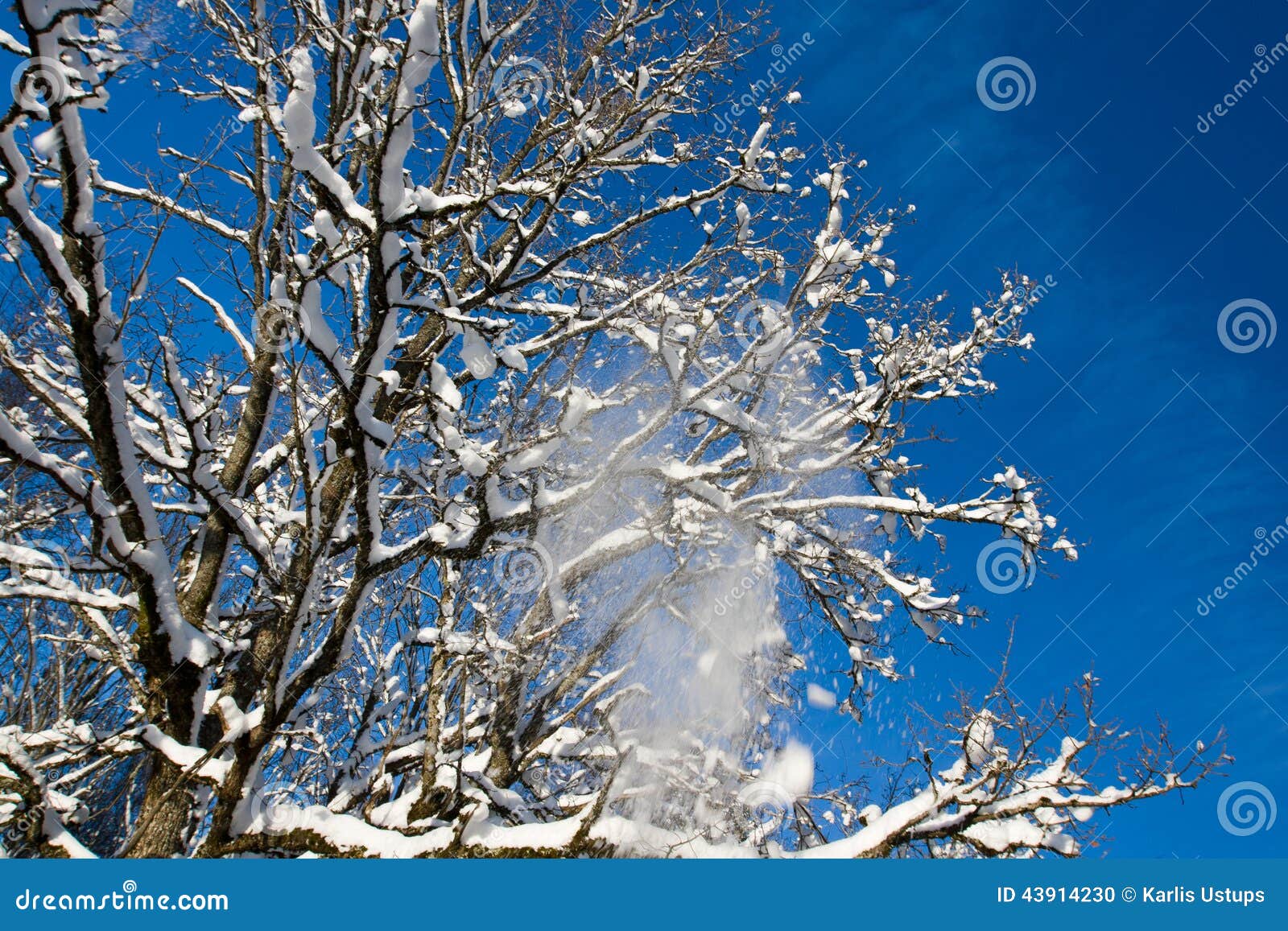 Snow falling from tree stock photo. Image of white, fall - 43914230