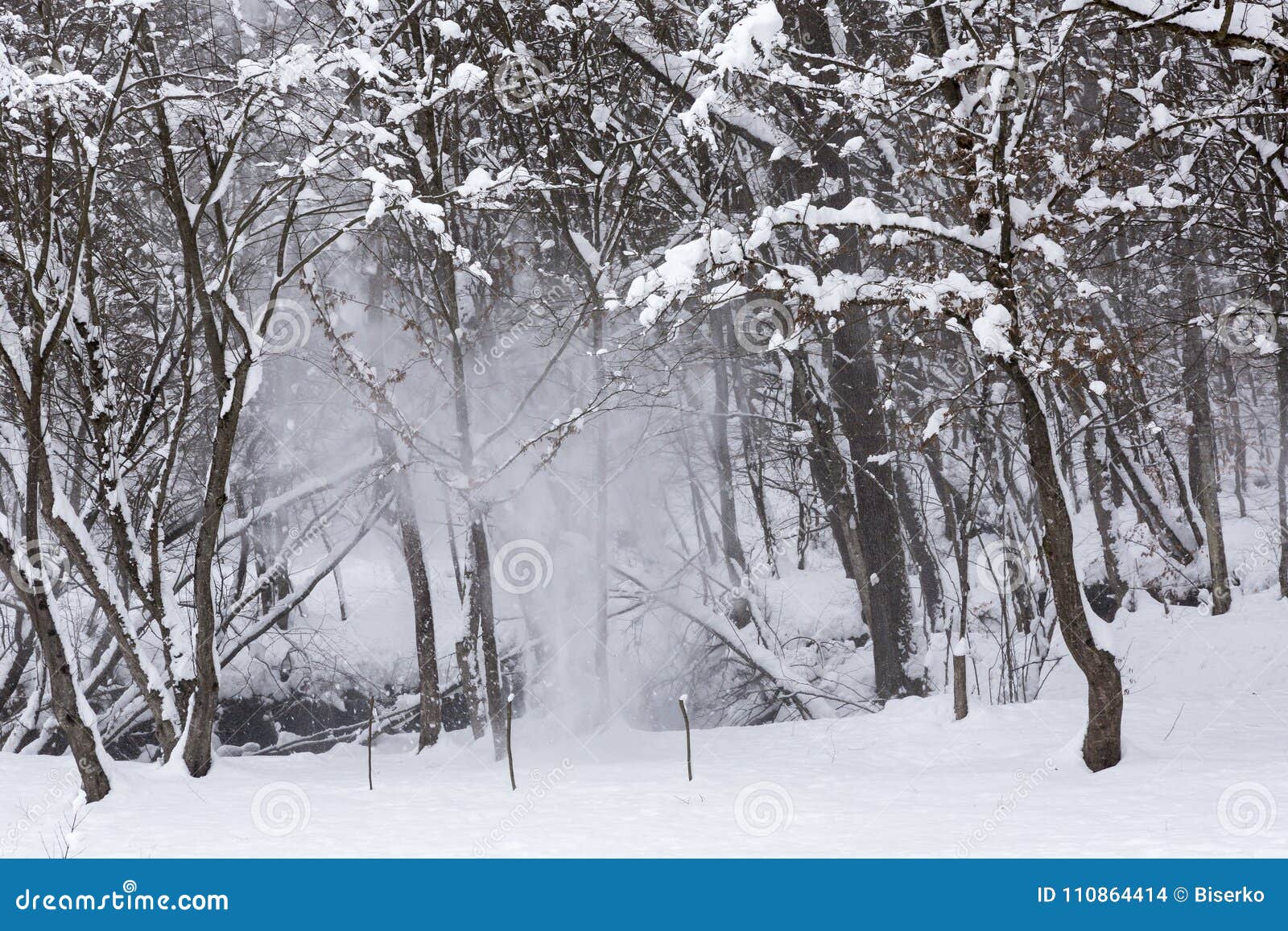 Snow falling from the tree stock photo. Image of environment - 110864414