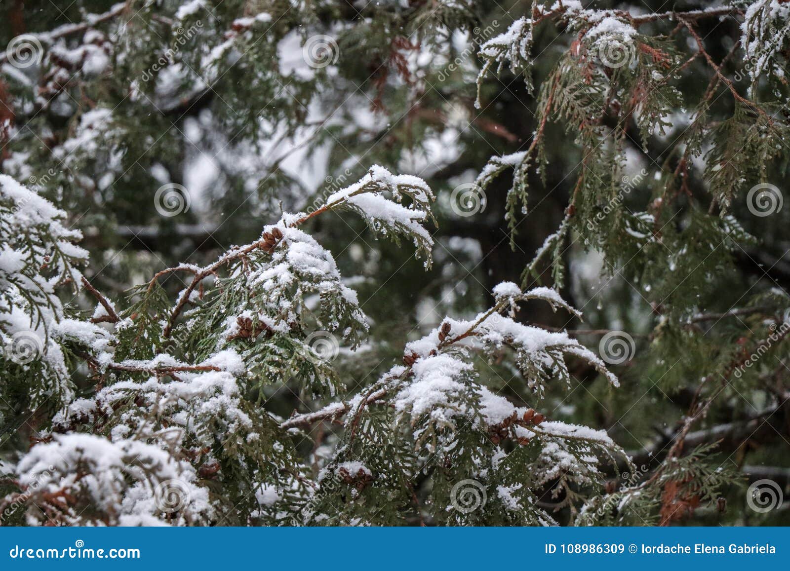 Snow falling on the tree stock image. Image of nature - 108986309