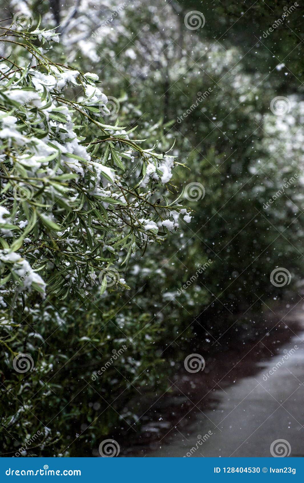 Snow falling on trees stock photo. Image of hoarfrost - 128404530